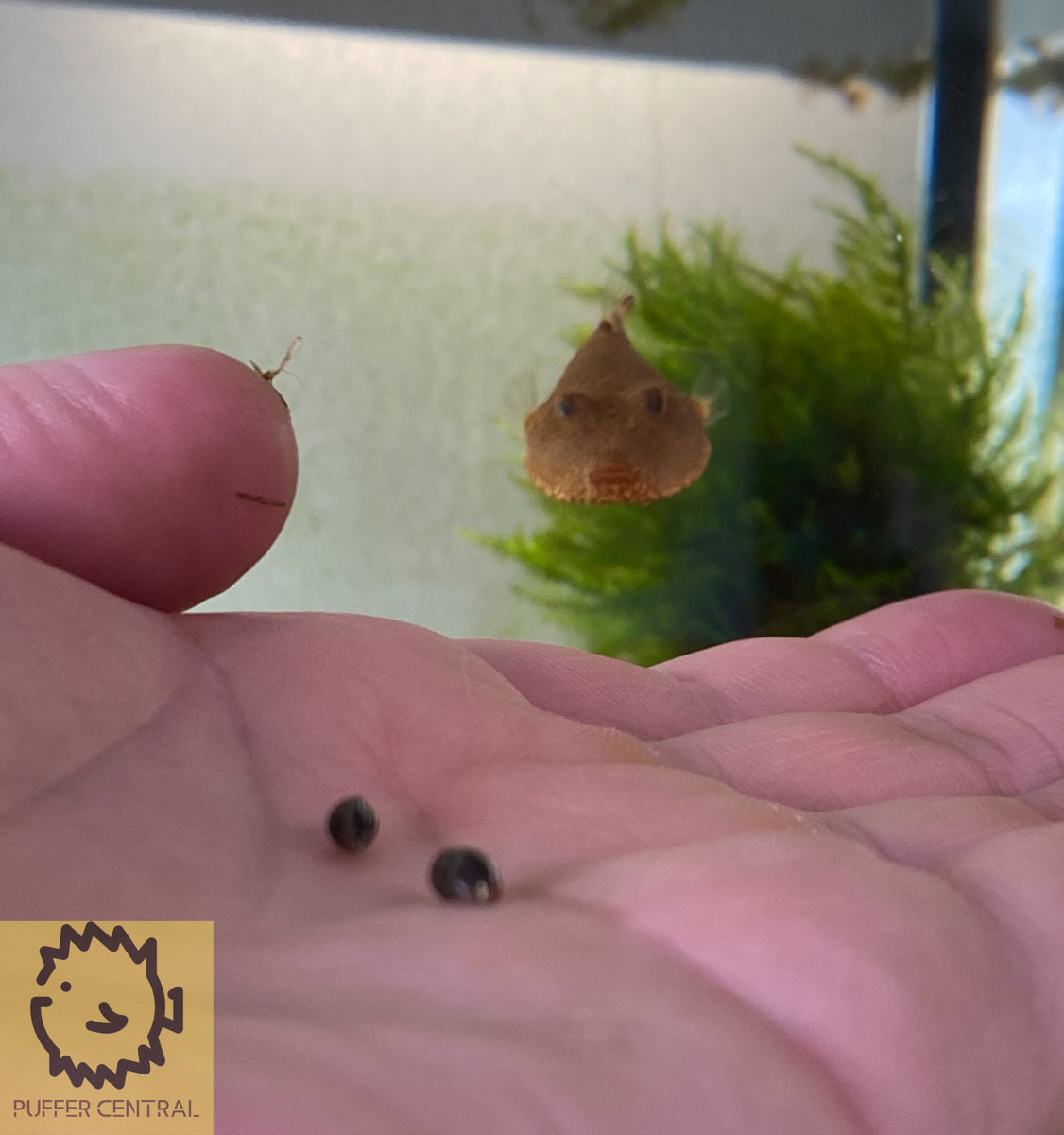 Nutritious Live Bladder Snails for Pufferfish - Puffer Central