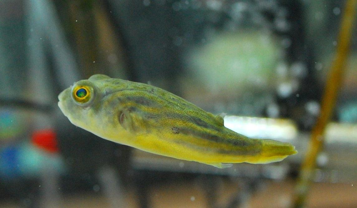 Fahaka Puffer 'Tetraodon lineatus' - Nile Puffer | Puffer Central